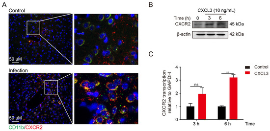 Ijms Free Full Text C X C Motif Chemokine 3 Promotes The