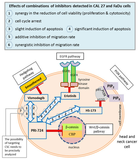 Combinations of PRI-724 Wnt/β-Catenin Pathway Inhibitor with Vismodegib, Erlotinib, or HS-173 ...