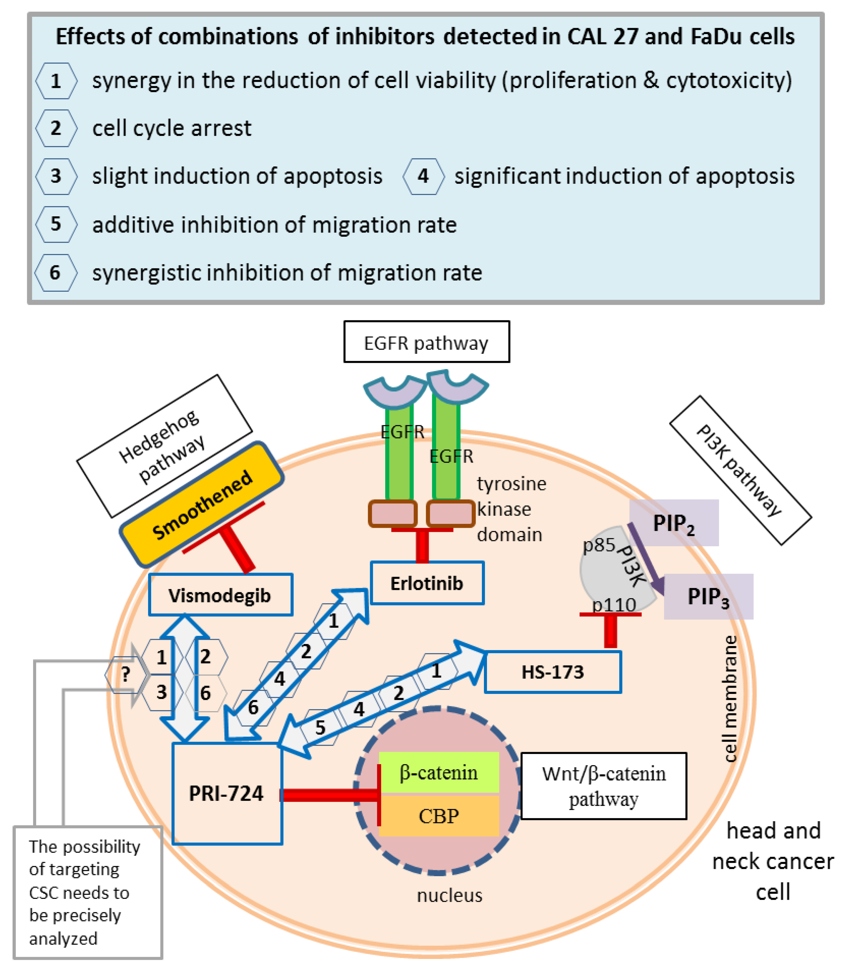 Combinations of PRI-724 Wnt/β-Catenin Pathway Inhibitor with Vismodegib ...