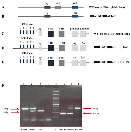 Multi-Organ Morphological Findings in a Humanized Murine Model of ...