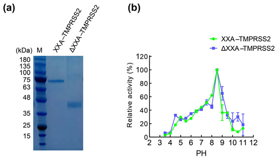 Improving Soluble Expression of SARS-CoV-2 Spike Priming Protease ...