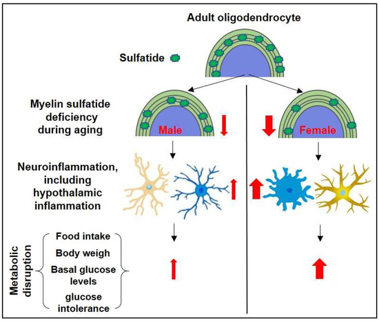 Ijms Free Full Text Adult Onset Cns Sulfatide Deficiency Causes Sex
