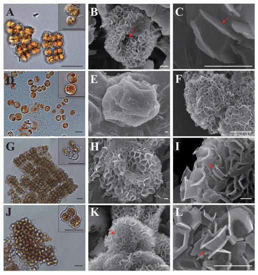 Plastid Genome Evolution of Two Colony-Forming Benthic Ochrosphaera ...