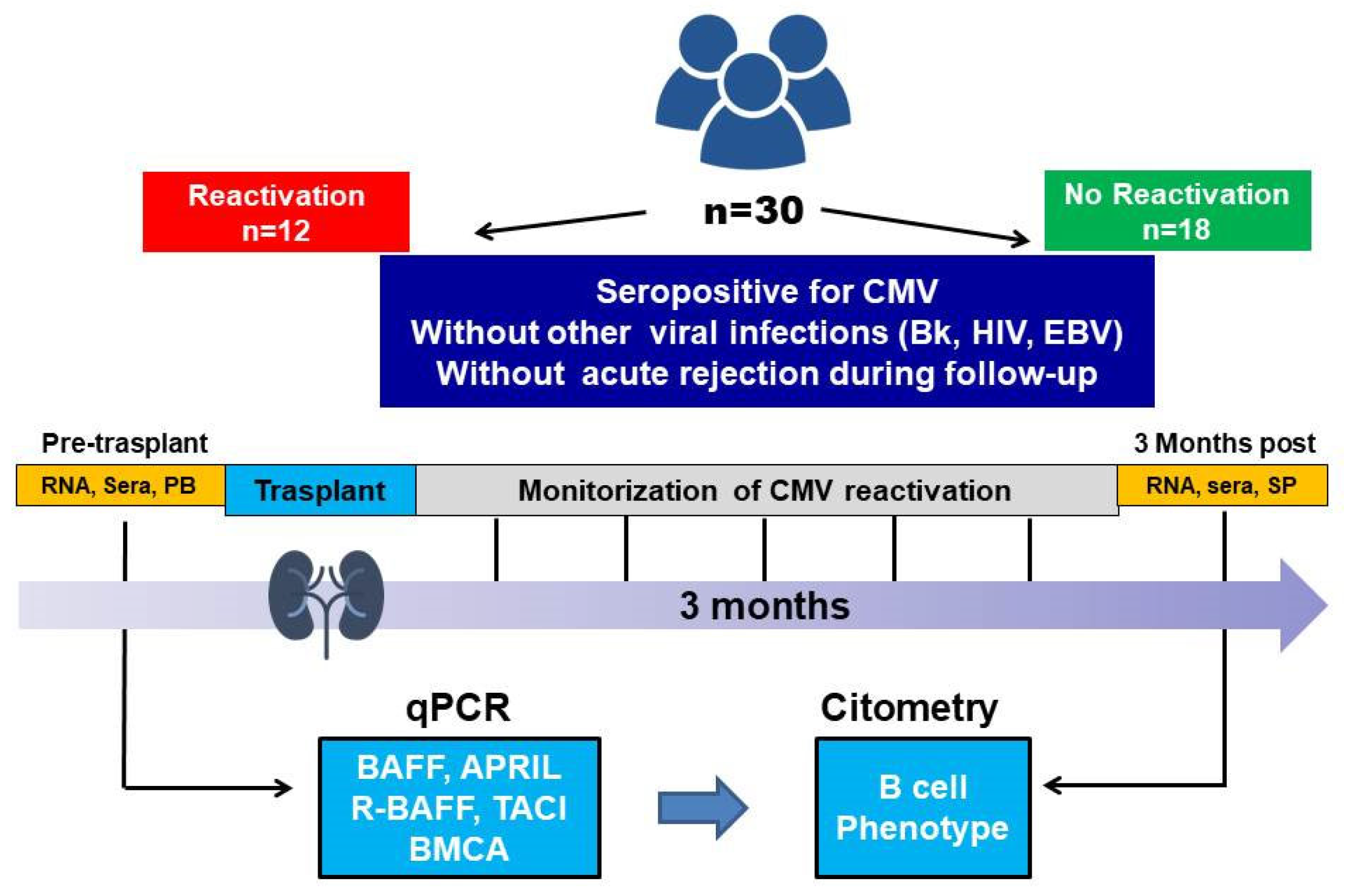 IJMS | Free Full-Text | Early Cytomegalovirus Reactivation in Renal ... IJMS | Free Full-Text | Early Cytomegalovirus Reactivation in Renal ...