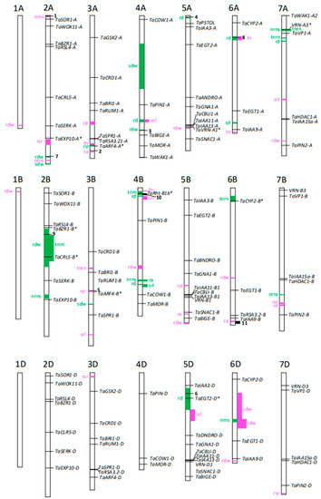 Physical Mapping of QTLs for Root Traits in a Population of Recombinant Inbred Lines of ...