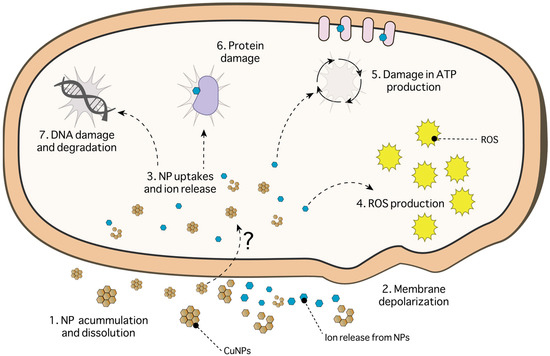 Toxicity Mechanisms of Copper Nanoparticles and Copper Surfaces on ...