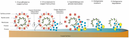 Toxicity Mechanisms of Copper Nanoparticles and Copper Surfaces on ...