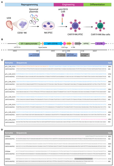 Generation and Functional Characterization of Anti-CD19 Chimeric Antigen Receptor-Natural Killer ...