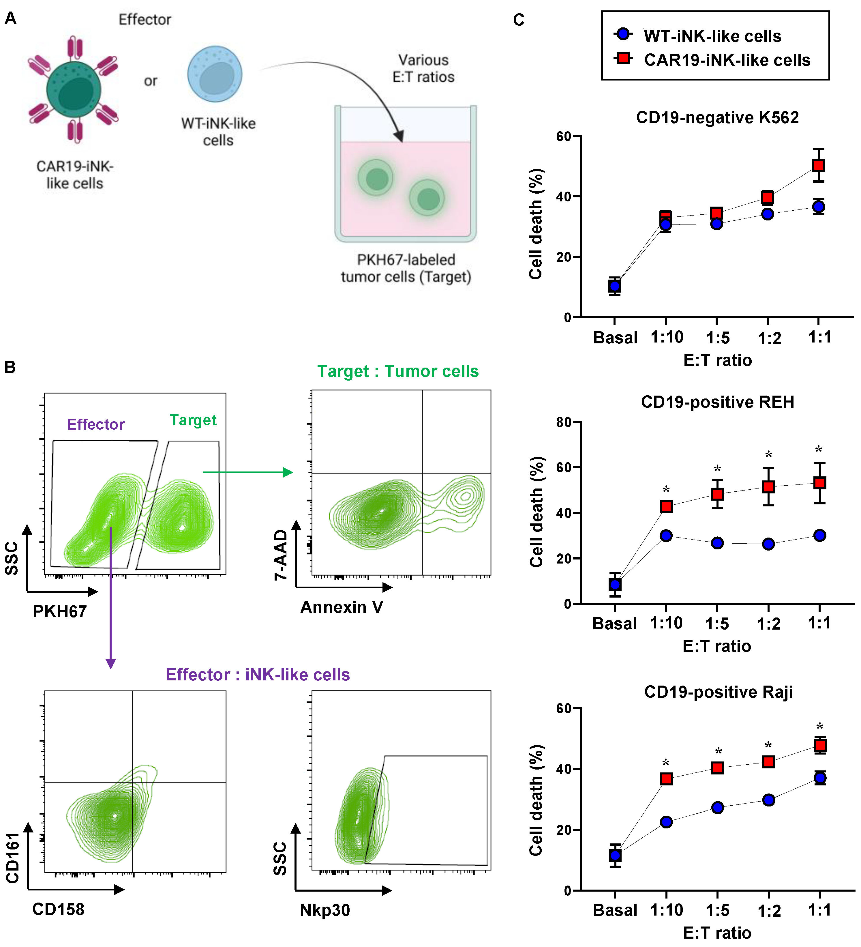 Generation and Functional Characterization of Anti-CD19 Chimeric Antigen Receptor-Natural Killer ...