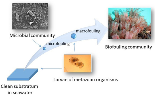 “Omics” Techniques Used in Marine Biofouling Studies