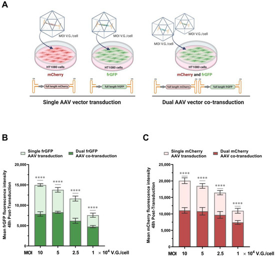 Extending AAV Packaging Cargo through Dual Co-Transduction: Efficient ...