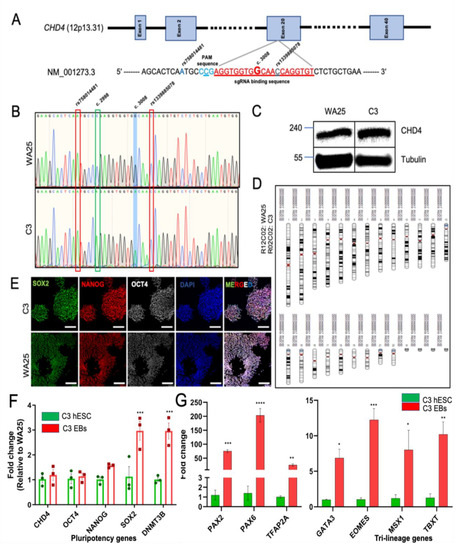 Generation of a Well-Characterized Homozygous Chromodomain-Helicase-DNA ...