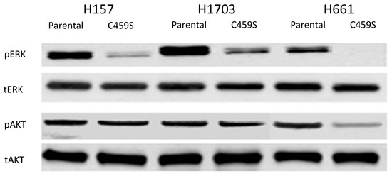 Protein Tyrosine Phosphatase Non-Receptor 11 (PTPN11/Shp2) as a Driver ...