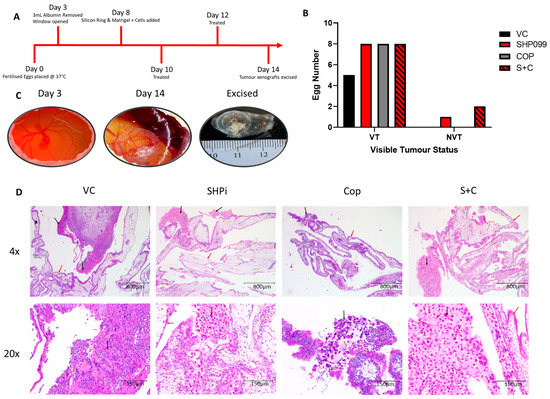 Protein Tyrosine Phosphatase Non-Receptor 11 (PTPN11/Shp2) as a Driver ...