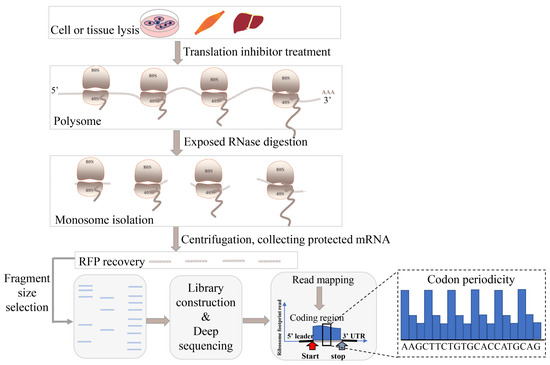 Small Open Reading Frame-Encoded Micro-Peptides: An Emerging Protein World