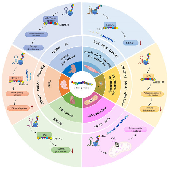 Small Open Reading Frame-Encoded Micro-Peptides: An Emerging Protein World