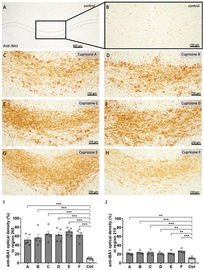 The Cuprizone Mouse Model: A Comparative Study of Cuprizone ...