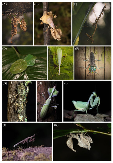 IJMS | Free Full-Text | Exploring the Mitogenomes of Mantodea: New ...