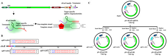 Inhibition of Plasmid Conjugation in Escherichia coli by Targeting rbsB ...