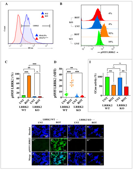 Rotenone Blocks the Glucocerebrosidase Enzyme and Induces the Accumulation of Lysosomes and ...