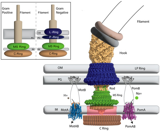 Ion-Powered Rotary Motors: Where Did They Come from and Where They Are ...