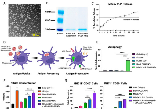 Vaccine-Induced Immunity Elicited by Microneedle Delivery of Influenza ...