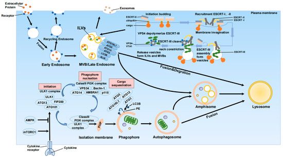 Exosome–Autophagy Crosstalk in Enveloped Virus Infection