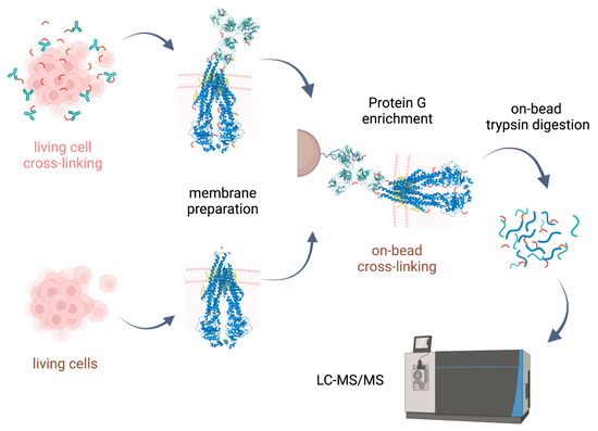 Cross-Linking Mass Spectrometry on P-Glycoprotein
