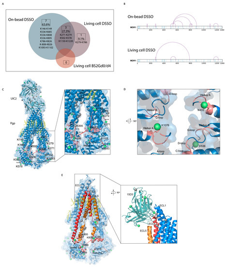 Cross-Linking Mass Spectrometry on P-Glycoprotein