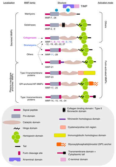 Roles of Matrix Metalloproteinases and Their Natural Inhibitors in ...