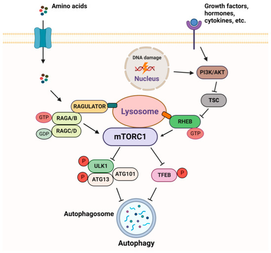 The Role of mTORC1 Pathway and Autophagy in Resistance to Platinum-Based Chemotherapeutics