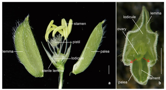 Advances on the Study of Diurnal Flower-Opening Times of Rice