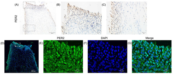 PER2 Promotes Odontoblastic/Osteogenic Differentiation of Dental Pulp ...