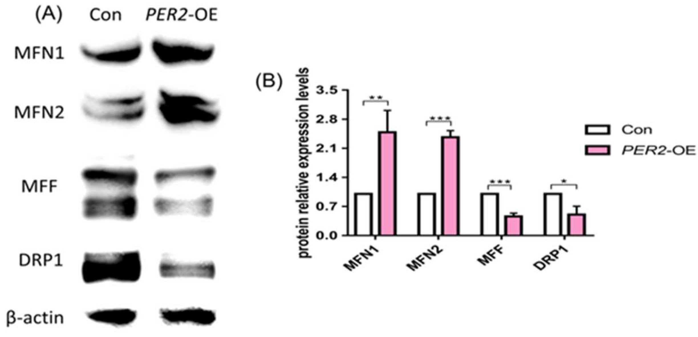 PER2 Promotes Odontoblastic/Osteogenic Differentiation of Dental Pulp ...