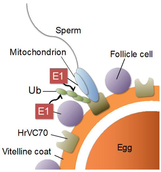 Involvement in Fertilization and Expression of Gamete Ubiquitin ...
