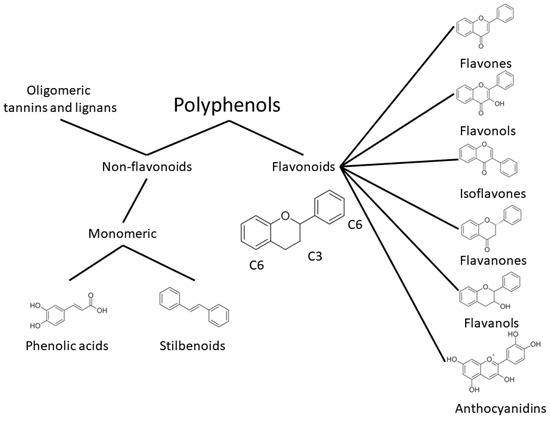 Inhibition of Cancer Development by Natural Plant Polyphenols: Molecular Mechanisms