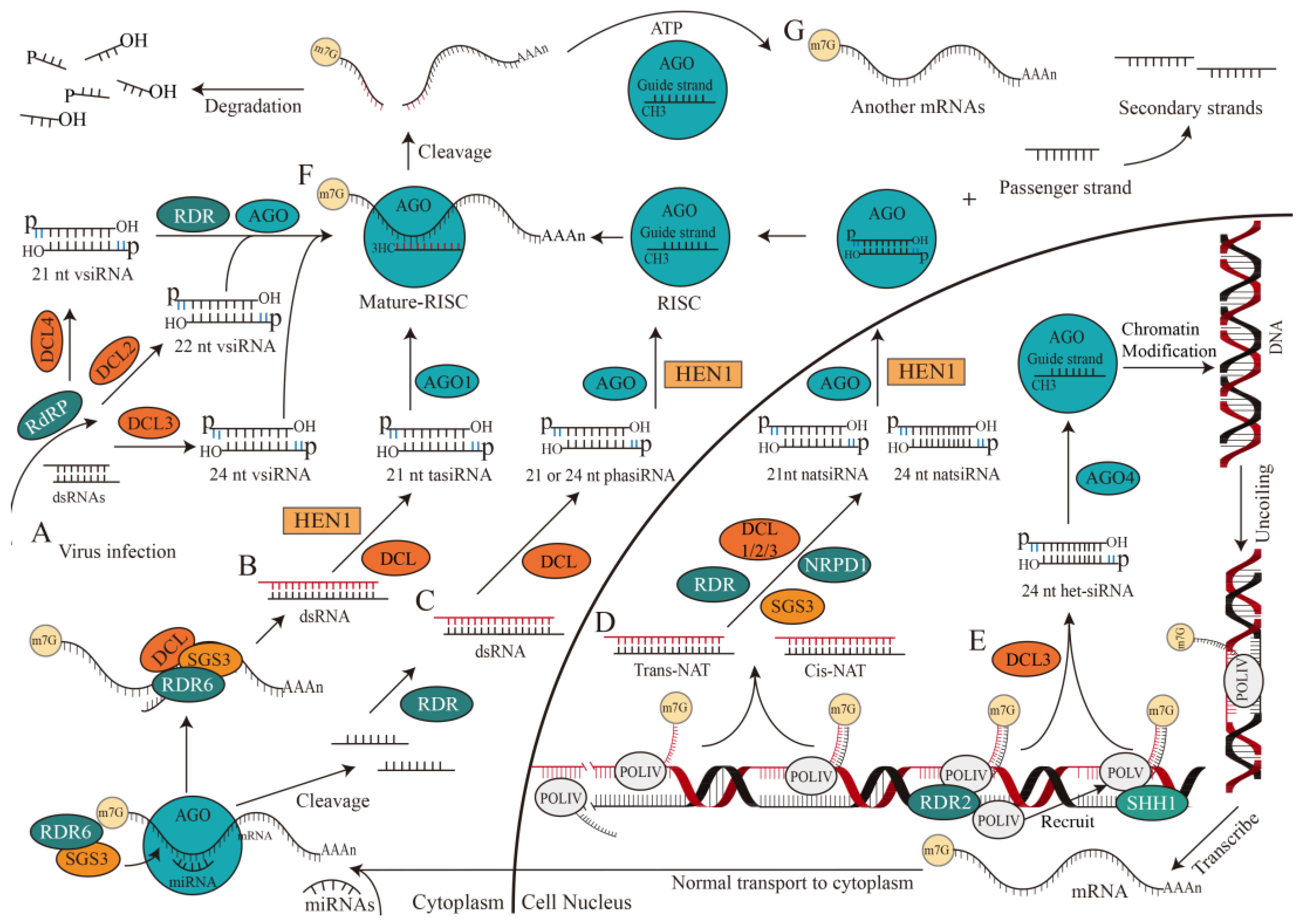Ijms Free Full Text Biogenesis Mode Of Action And The Interactions