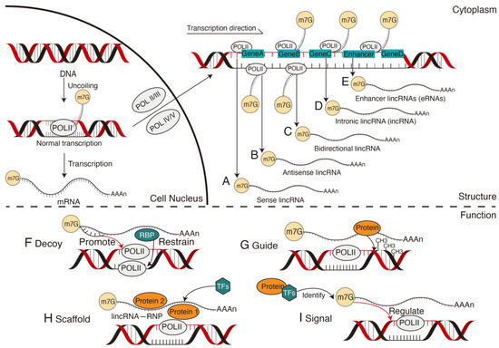 Biogenesis, Mode of Action and the Interactions of Plant Non-Coding RNAs