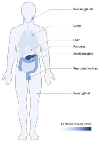 Tissue-Specific Regulation of CFTR Gene Expression