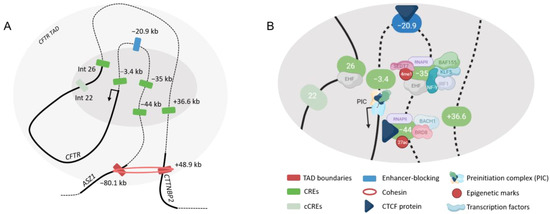 Tissue-Specific Regulation of CFTR Gene Expression