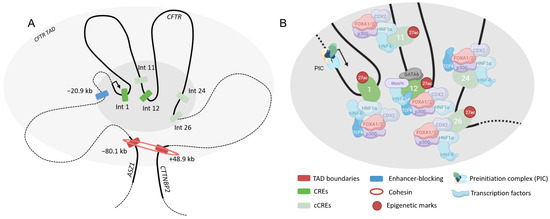 Tissue-Specific Regulation of CFTR Gene Expression