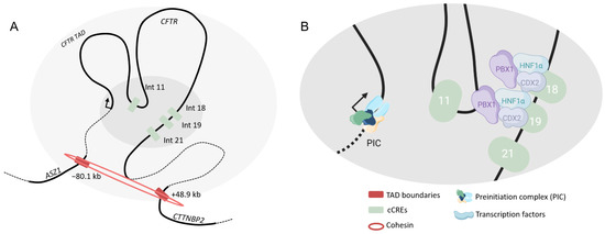 Tissue-Specific Regulation of CFTR Gene Expression