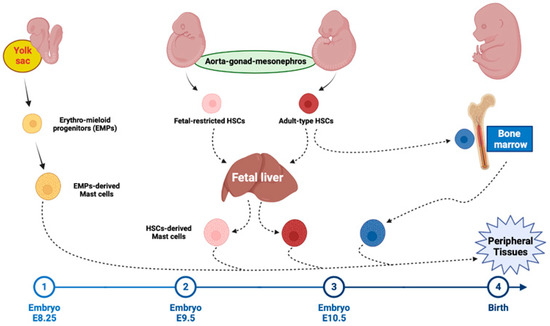 Hematopoiesis and Mast Cell Development