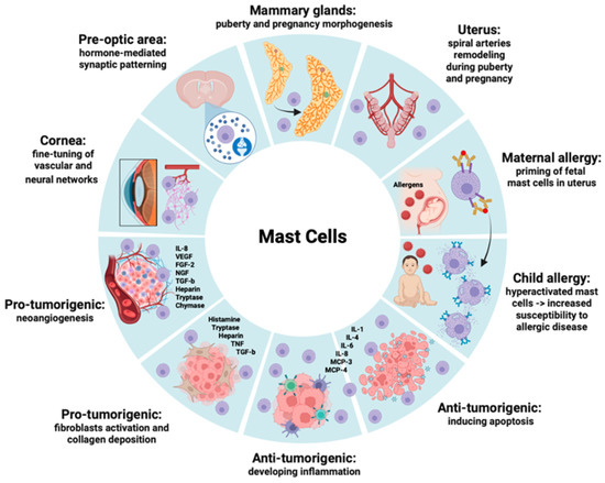 Hematopoiesis and Mast Cell Development