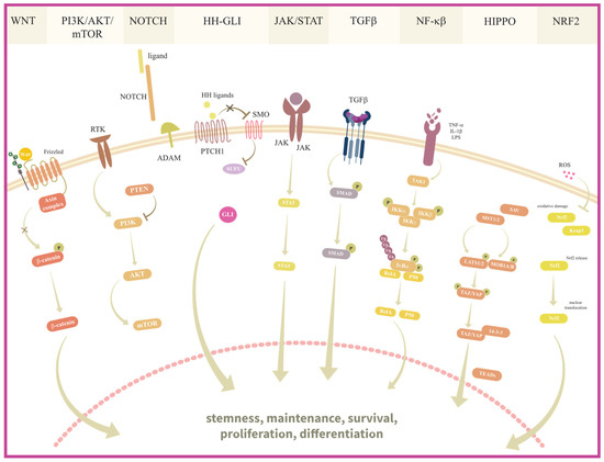 Deciphering Common Traits of Breast and Ovarian Cancer Stem Cells and ...