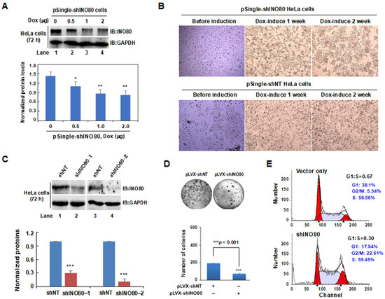 Feedback Modulation between Human INO80 Chromatin Remodeling Complex ...