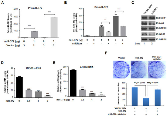 Feedback Modulation between Human INO80 Chromatin Remodeling Complex and miR-372 in HCT116 Cells