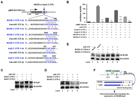 Feedback Modulation between Human INO80 Chromatin Remodeling Complex ...