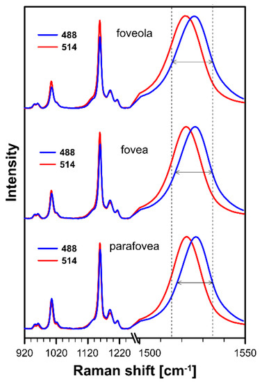 Physiological Significance of the Heterogeneous Distribution of ...