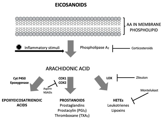 DHA/EPA (Omega-3) and LA/GLA (Omega-6) as Bioactive Molecules in ...